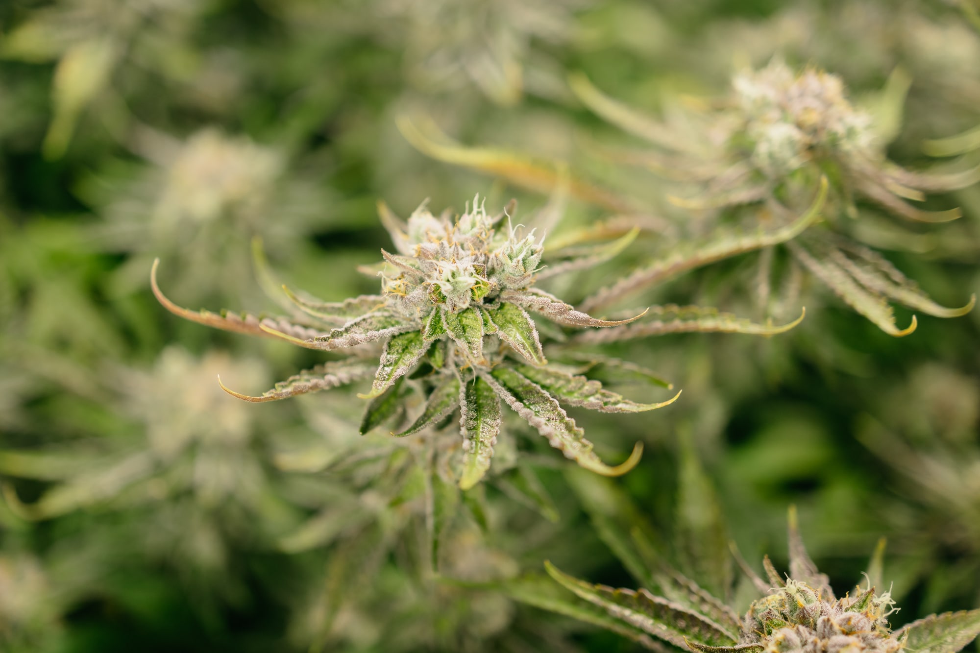 Chem Puff | Central Harvest | Hybrid Cannabis Strain