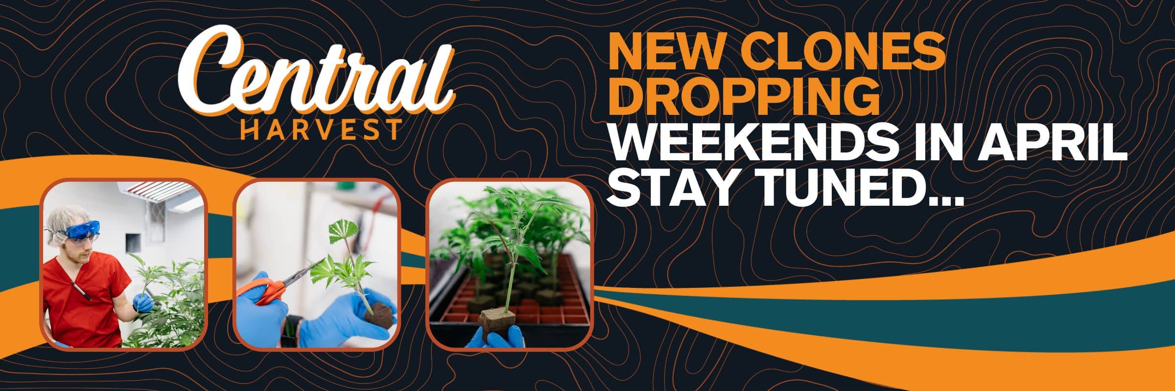 Cannabis Clones for Sale at Gage Cannabis Co.